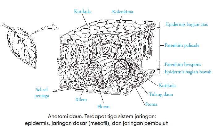 Jaringan Pada Daun (Epidermis, Mesofil, Jaringan Pembuluh), Fungsi ...