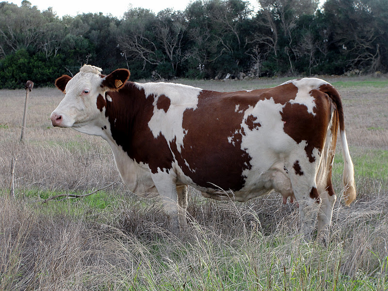 imatges de menorca: VAQUES DEL CAMP DE MENORCA