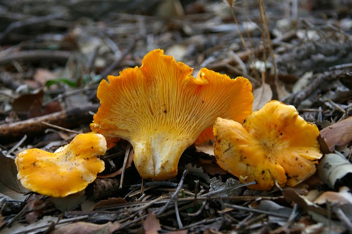 Setas y hongos: Chantarella, rebozuelo - Cantharellus pallens