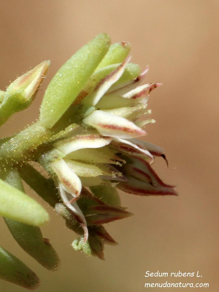 Menuda Natura: Sedum rubens L.