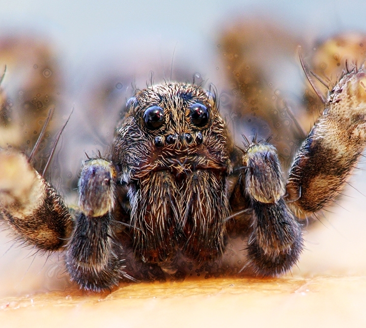 JJ's Photographic nature blog: The return of the big, bad spider.....