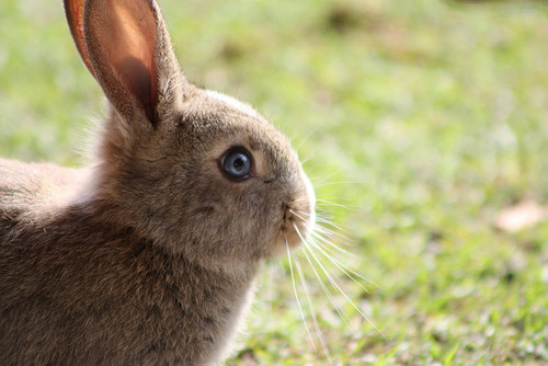 Salve Pet: Coelho - Quer um amiguinho fofo?