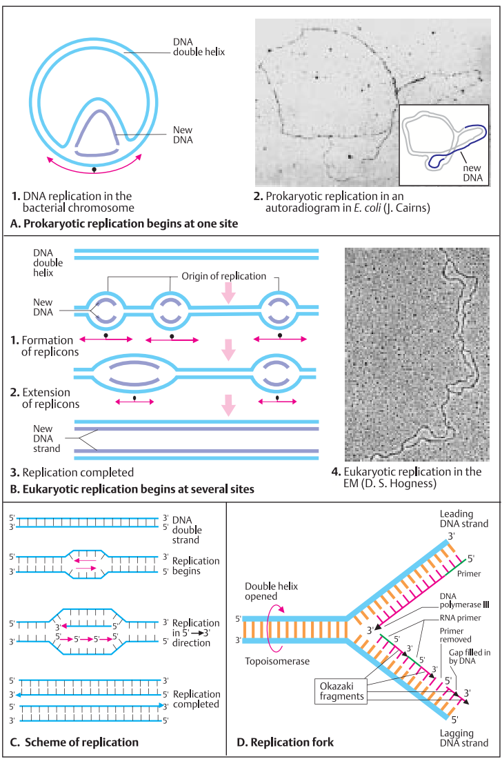 Sains Humaniora: REPLIKASI DAN EKSPRESI GEN