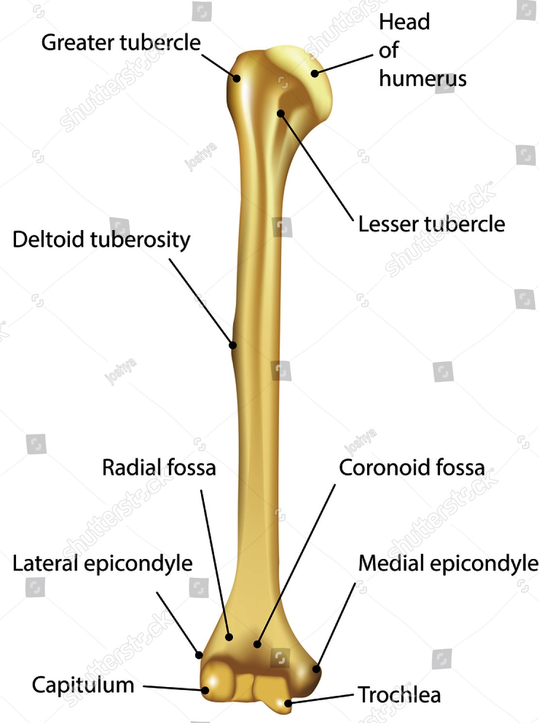 Humerus - Medically