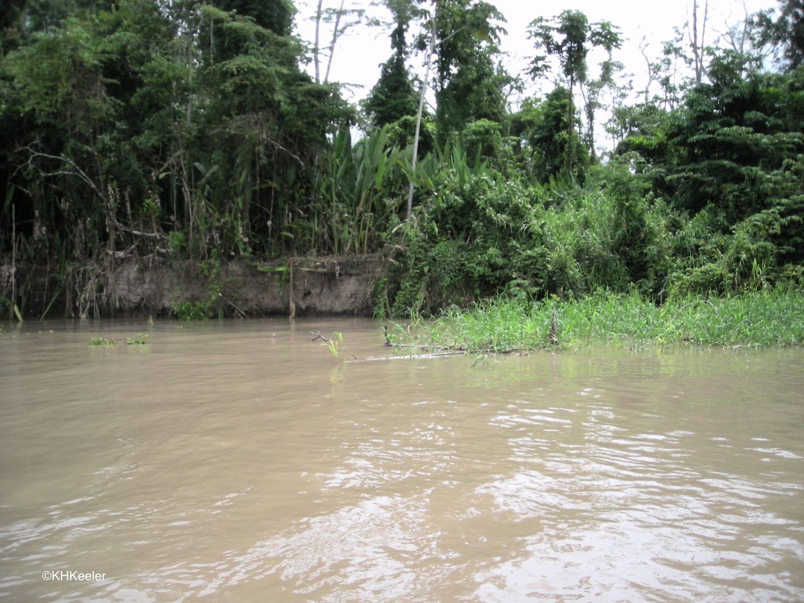 A Wandering Botanist: Visiting the Peruvian Amazon--Flooded Forests