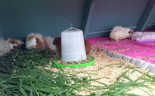 All Things Guinea Pig: Caviary Setup