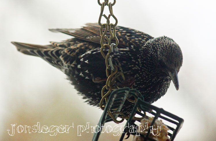 Northern Illinois Birder: Blue Jays, Crows & Starlings - IL winter birds