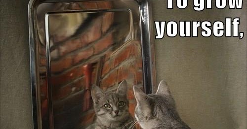 Growth Mindset & Feedback Cats: To grow yourself, you must know yourself.