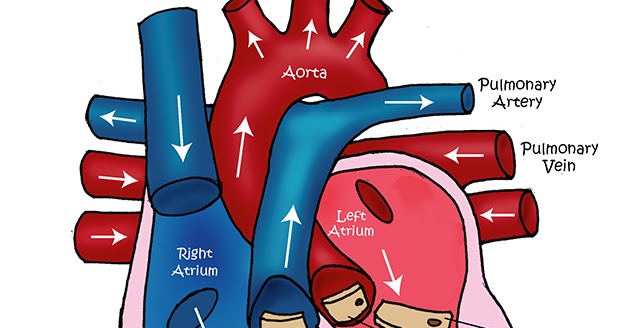 Ms. Moore's 7th Grade Science Site: UNIT 1: HUMAN BODY