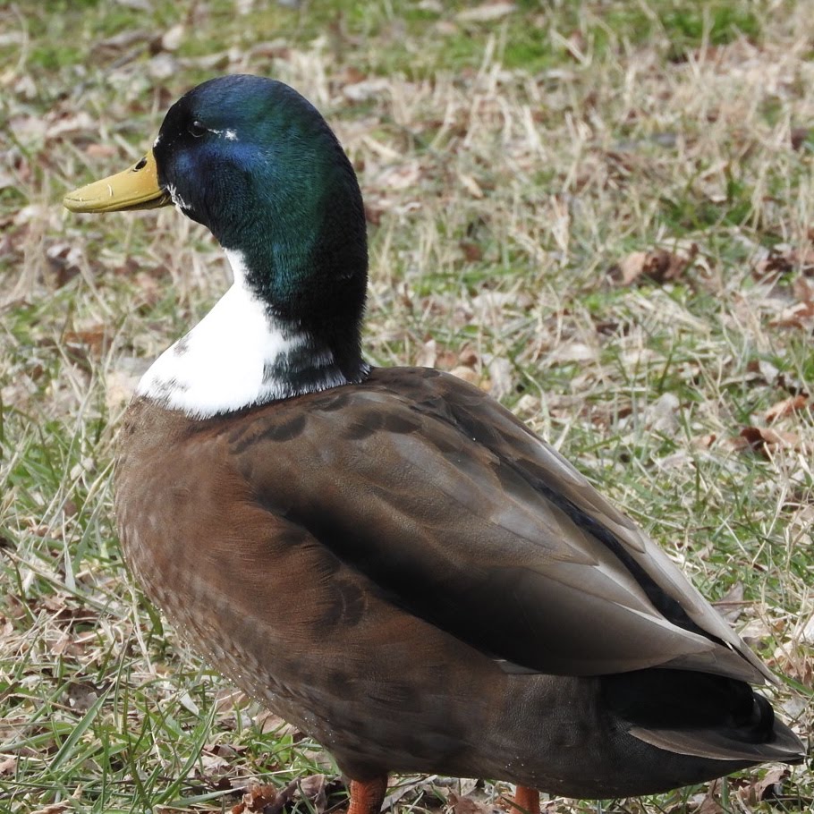 Terrierman's Daily Dose: Hybrid Ducks Are Common and Good