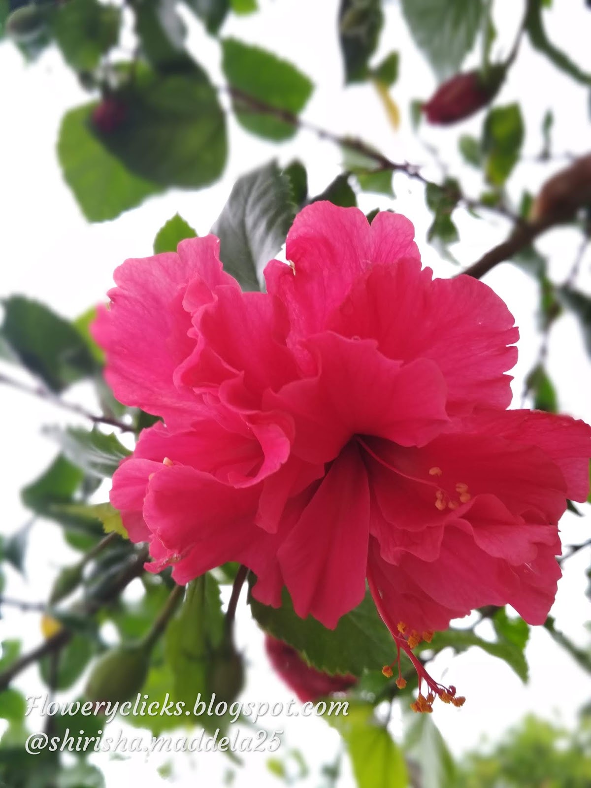 మందార పువ్వు ( Mandara flower ) - Hibiscus - pink hibiscus