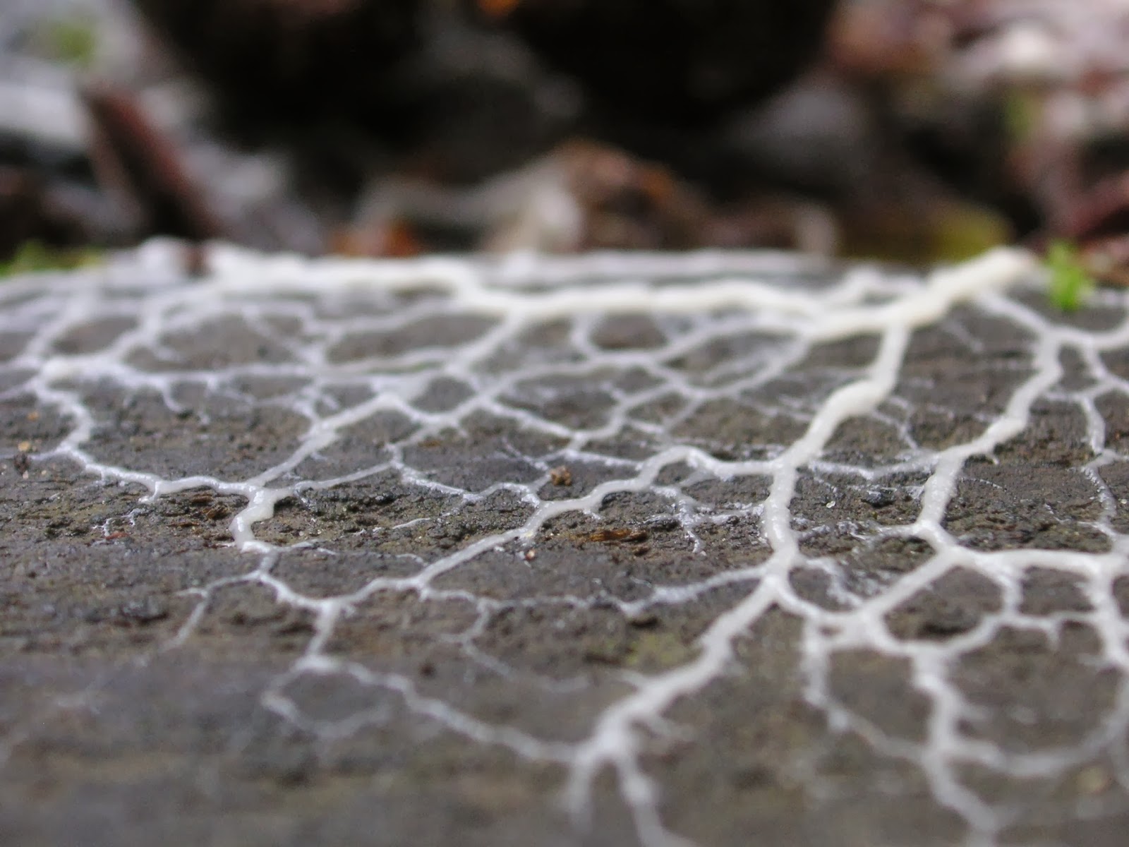 Nature ID: unidentified white slime mold ~ 03/03/14 ~ Purisima Creek