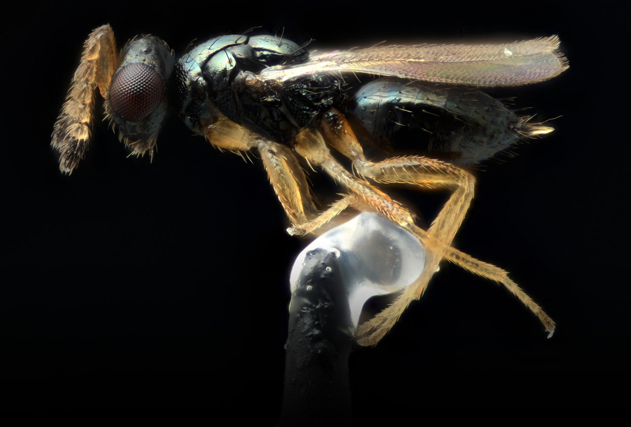 ムシをデザインしたのはダレ？: ヒメコバチ科 Tetrastichus ?howardi ♂