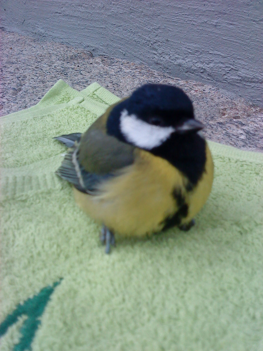 Cute Fat Bird | Okay Wallpaper