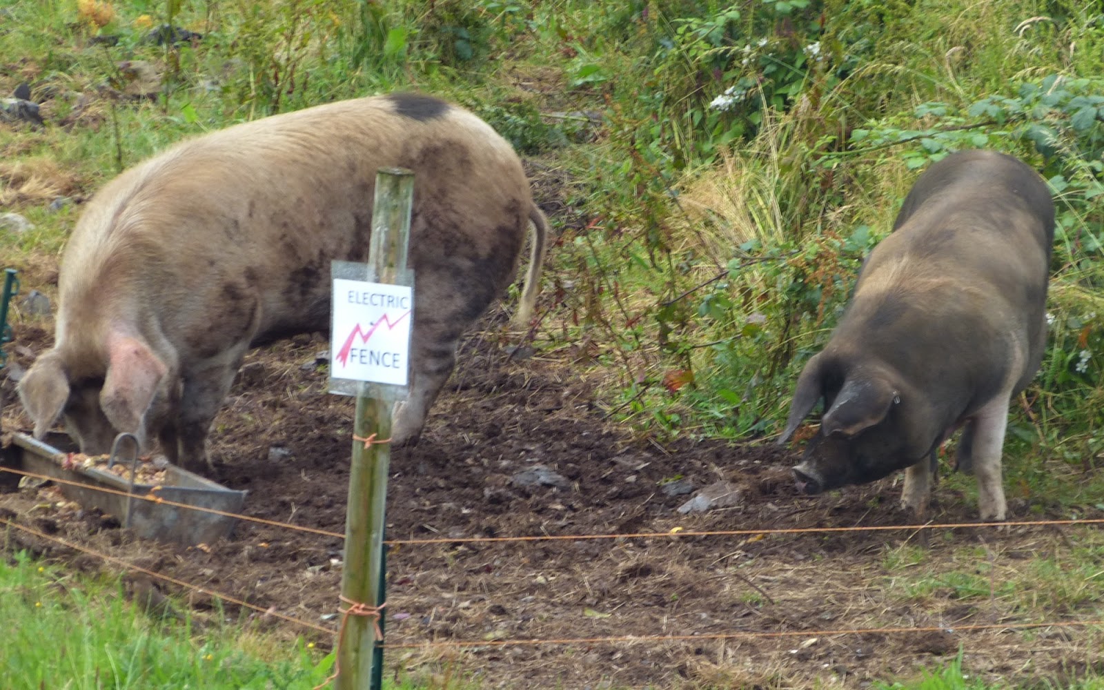 A Kilchoan Diary: Bobby's Piggish Behaviour