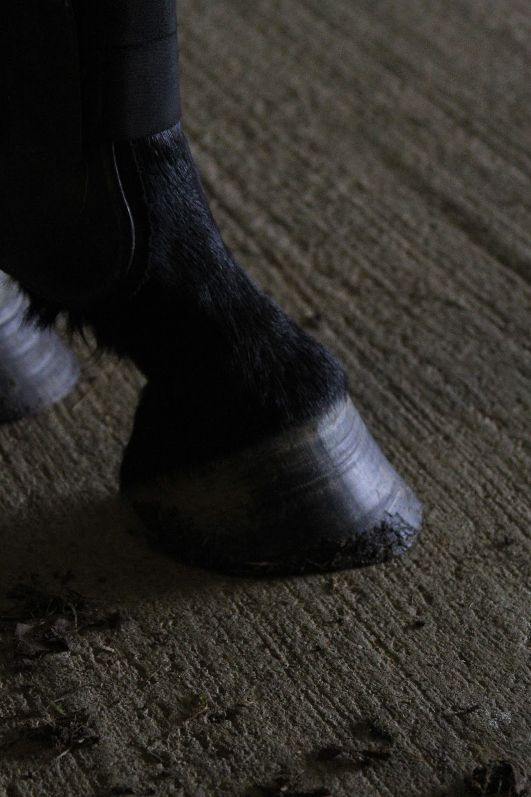 Cur-OST: Normal and Not So Normal Horse Feet