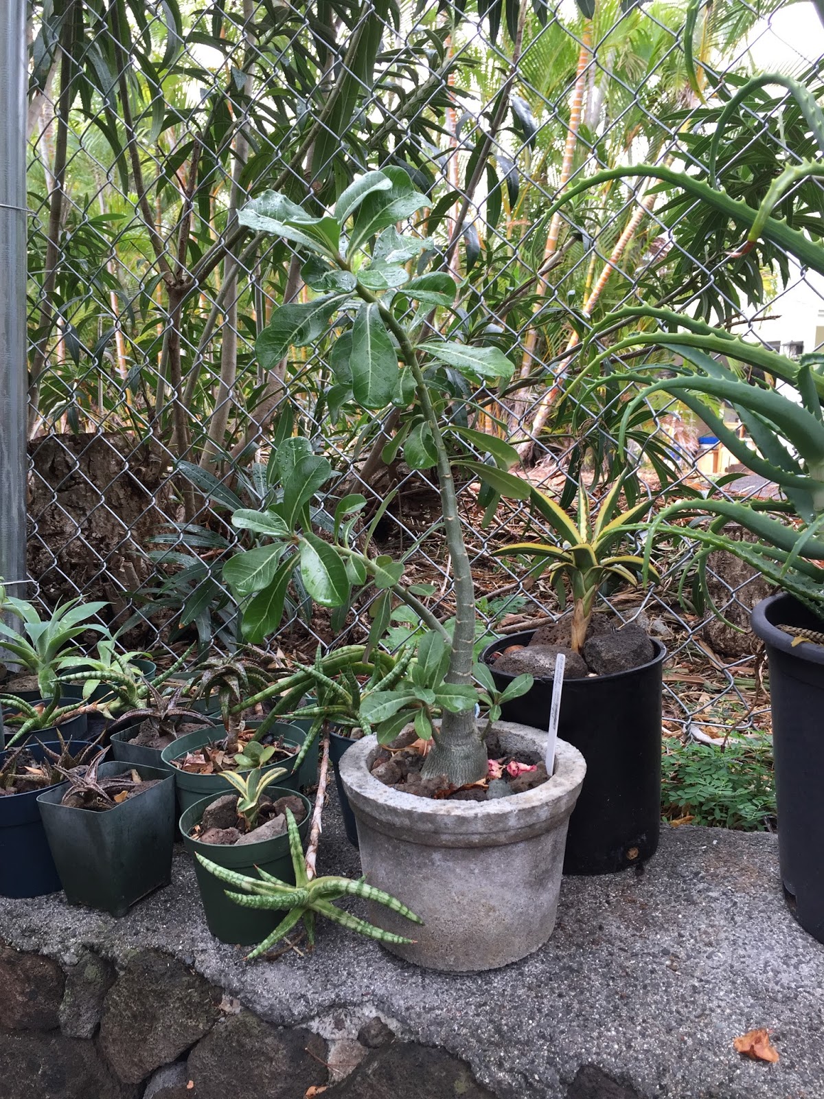 The Succulents and Pottery Compulsion: CSSH Open House - Karl Seff