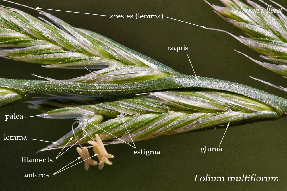 Flora de la Ribera d'Ebre: Raigràs italià