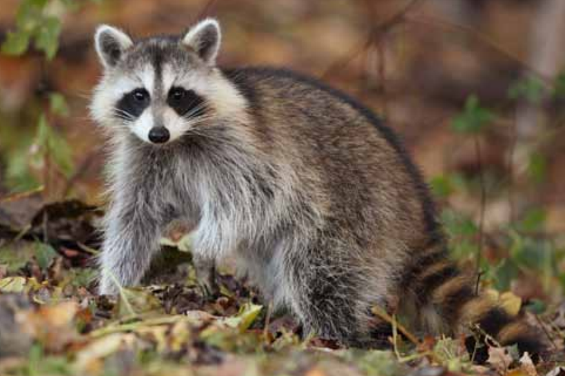 Raccoon Facts