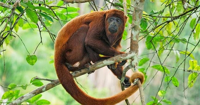 Mamíferos y marsupiales mammals of the earth: Mono aullador rojo ...