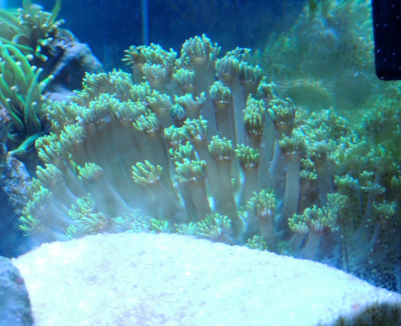 Mr Reef Tank: What are LPS corals