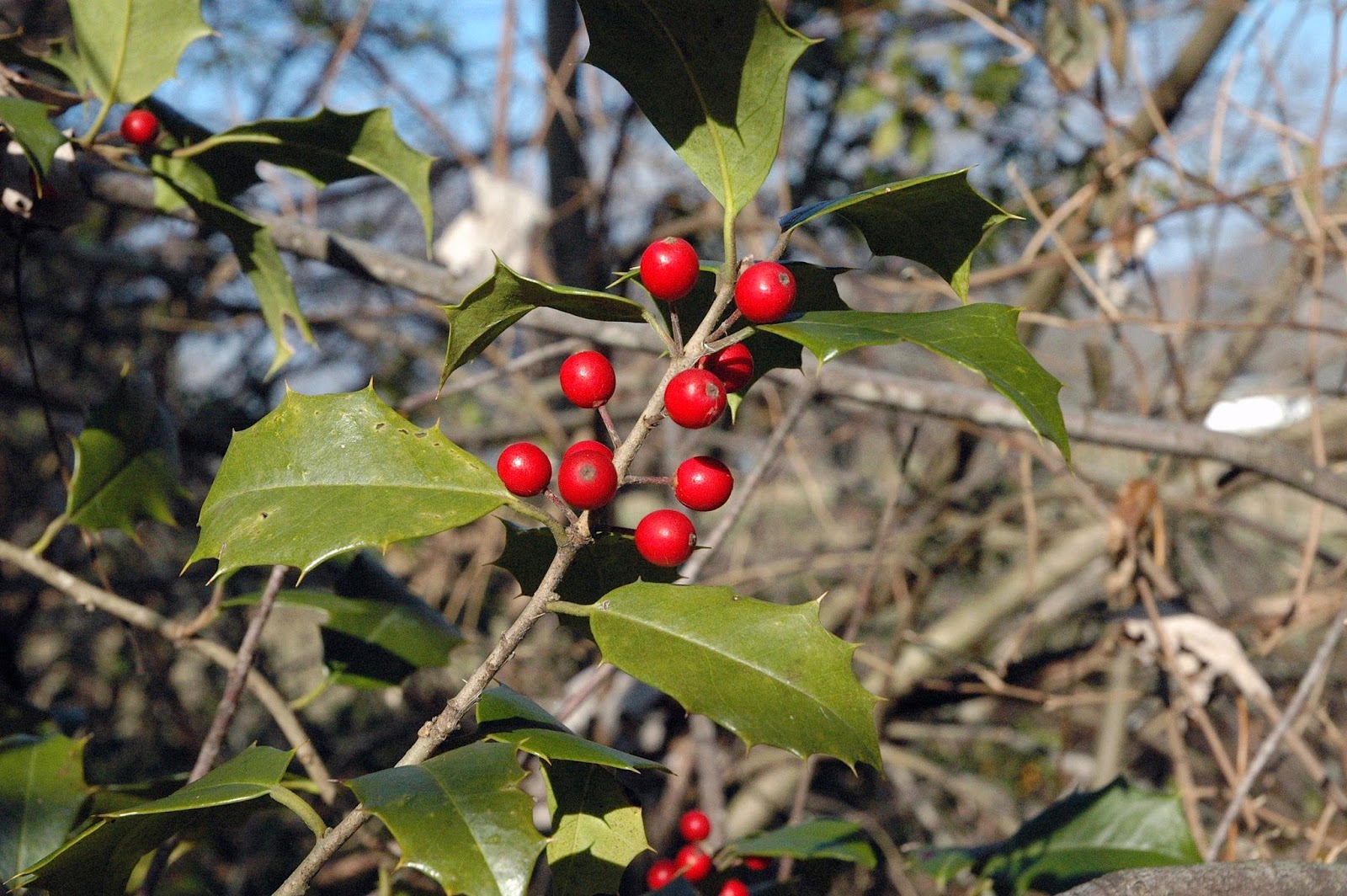 Field Biology in Southeastern Ohio: A Thorny Situation