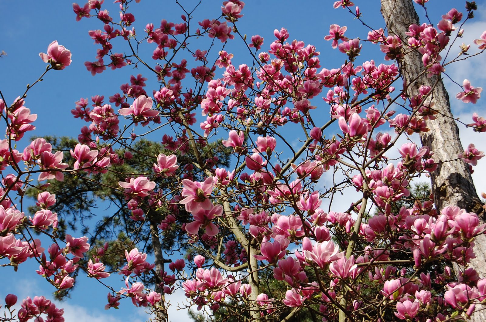 LANKA: Magnolia de Chine - Magnolia Soulangeana