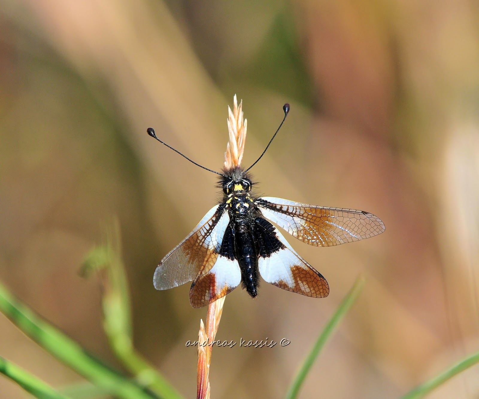 NATURAL WORLD : Libelloides ottomanus (Neuroptera - Ascalaphidae)-Owl fly