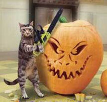 Funny Image Collection: Download Very Creative and Funny Cat Halloween ...