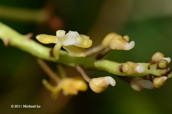 The rainforests of Borneo & Southeast Asia: Micropera orchid from Simunjan
