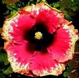 Hibiscus/Joba flower06