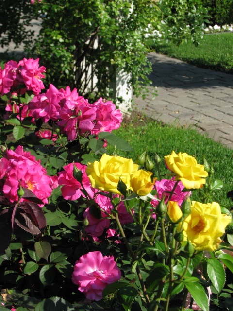 Know and Grow the Optimum Roses: How to Take care Rose Plants?