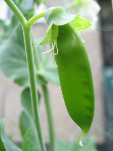 Six Balloons Vintage Delights: Little Marvel Heirloom Peas Growing in ...