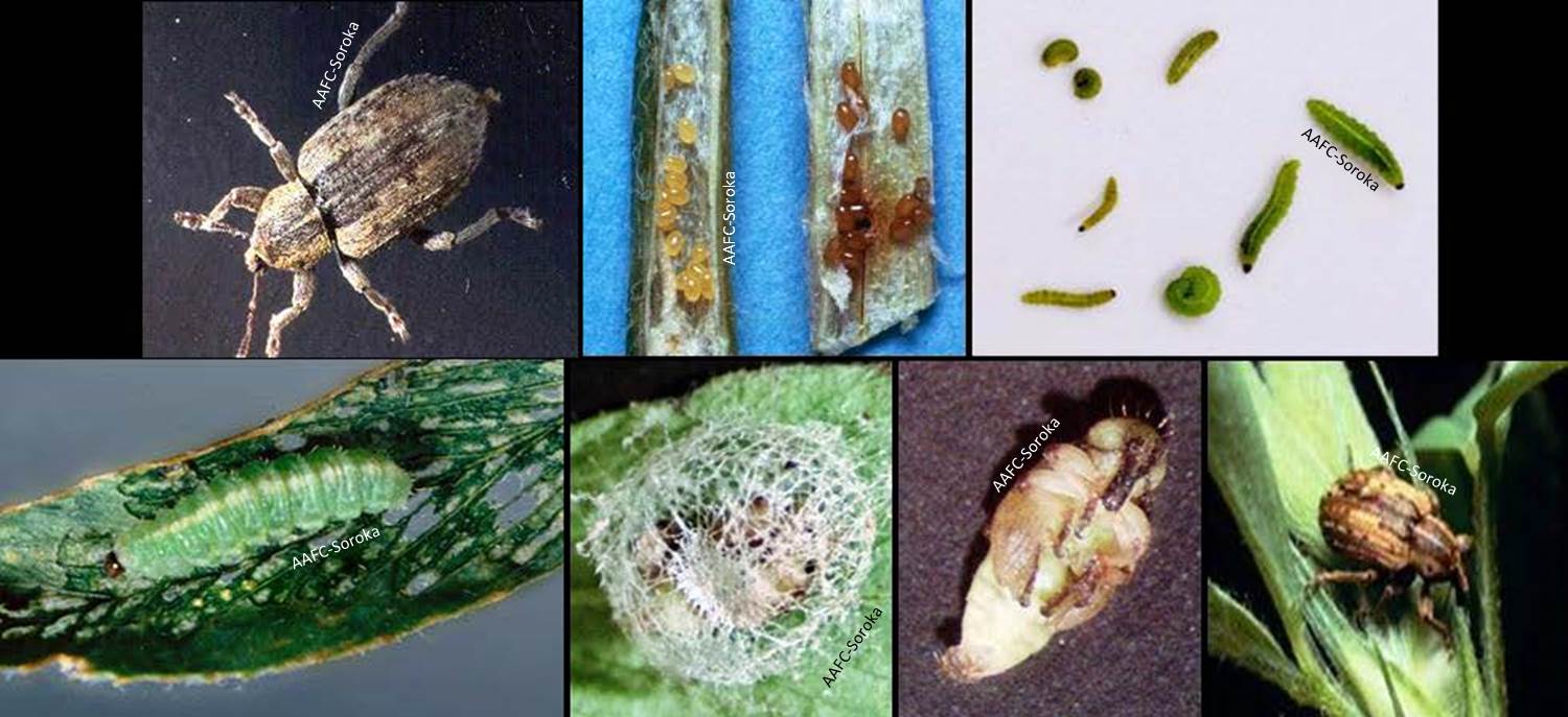 Prairie Pest Monitoring Network Blog: Weekly Update (July 6, 2016; Wk ...