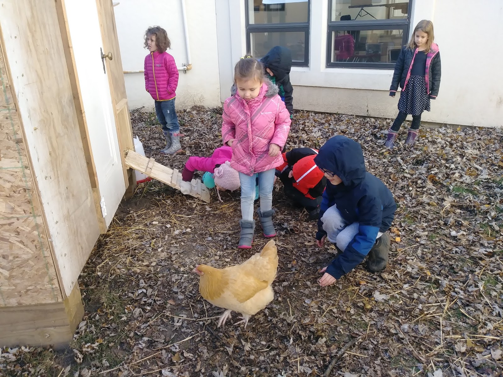 Susan Carpenter's 1st and 2nd Grade Classroom : Visiting the Chickens