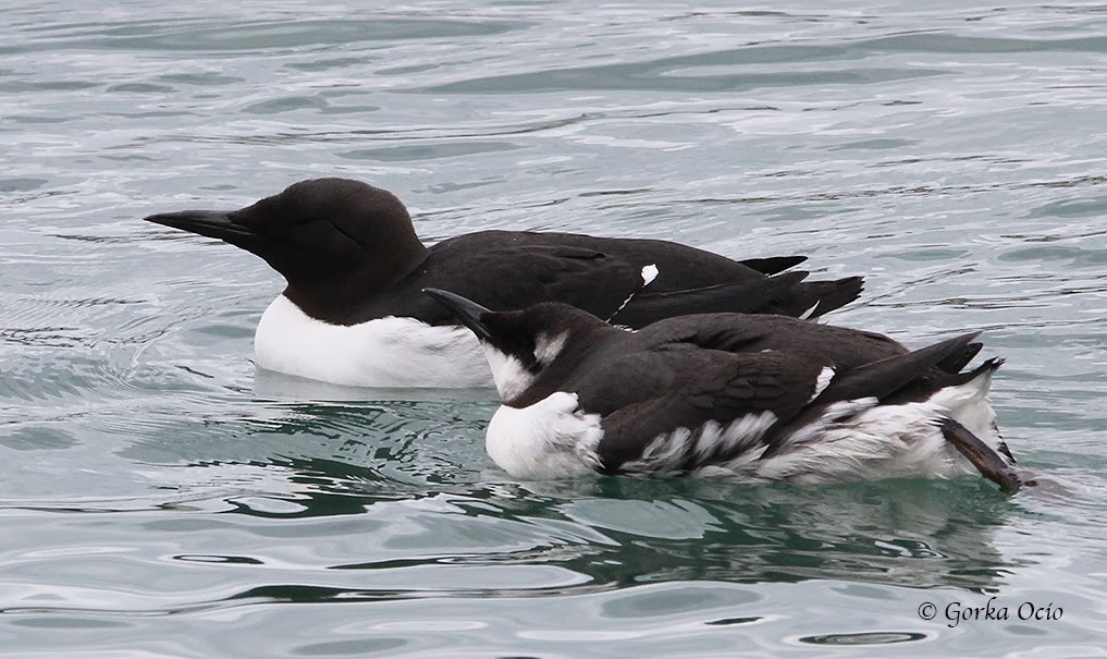 El blog de Gorka Ocio: IMPORTANTE ARRIBA DE ARAOS COMUNES (Uria aalge ...