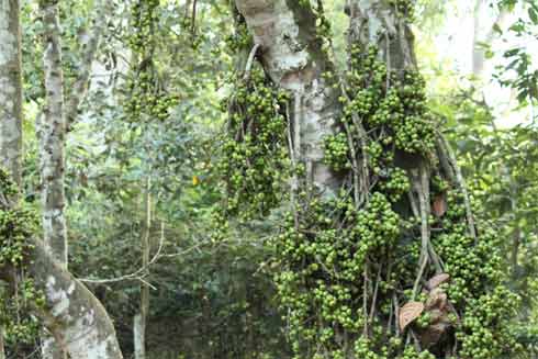 Four Types of Fig Trees Associated with Hinduism | Hindu Blog