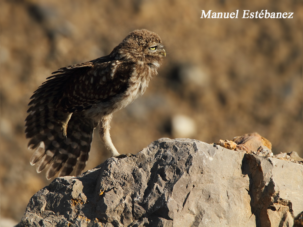 Miradas Cantábricas: Mochuelo europeo (Athene noctua) II