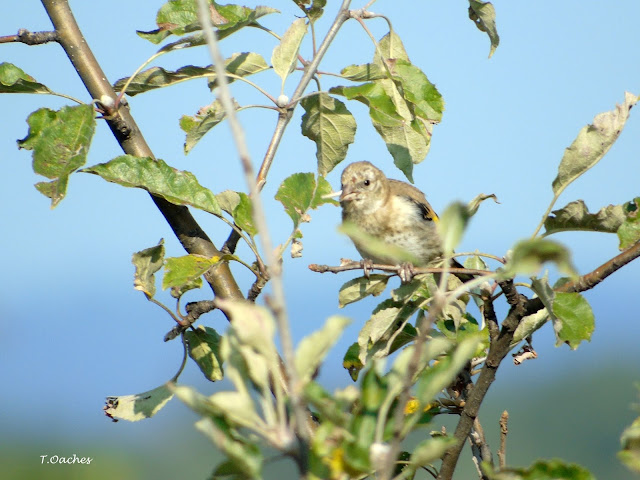PASARI DIN ROMANIA: STICLETE, Carduelis carduelis
