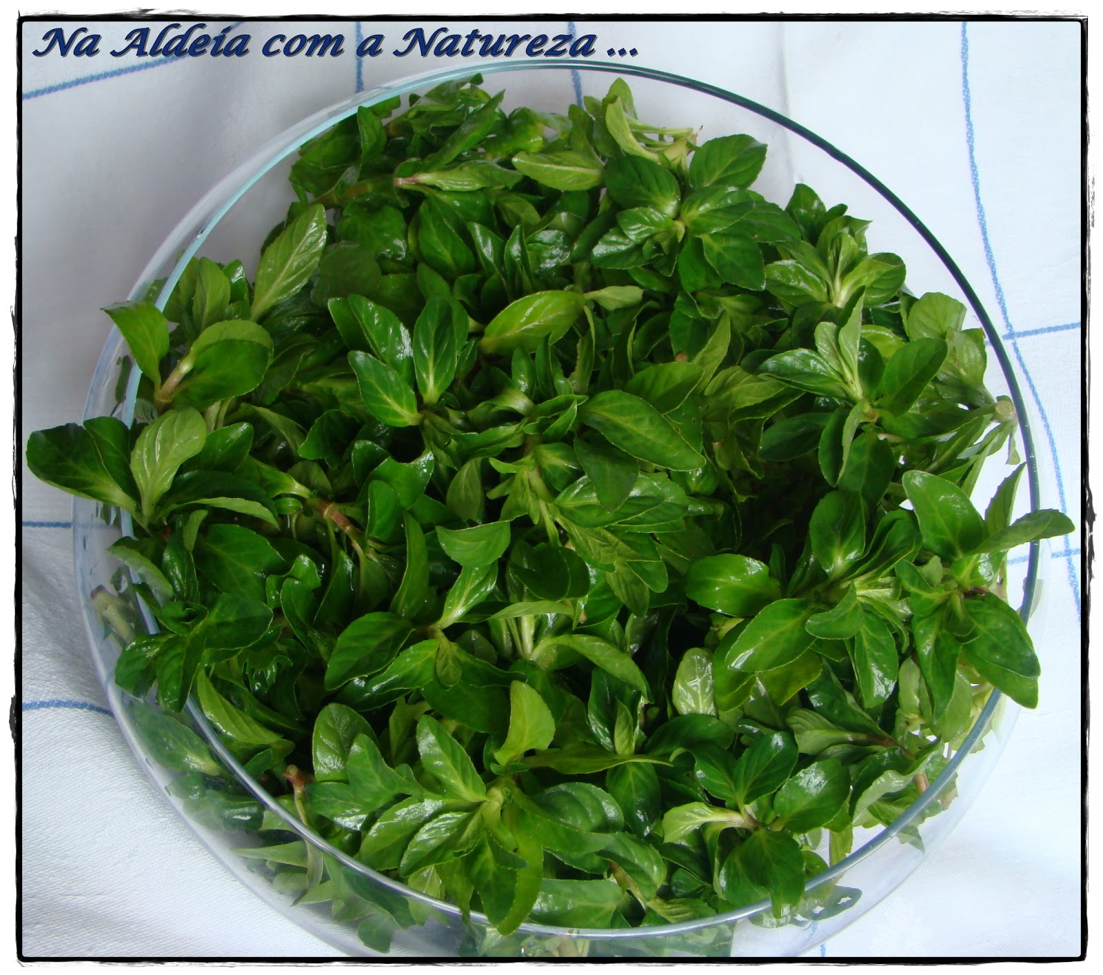 Na Aldeia com a Natureza: Erva Aromática - O Poejo