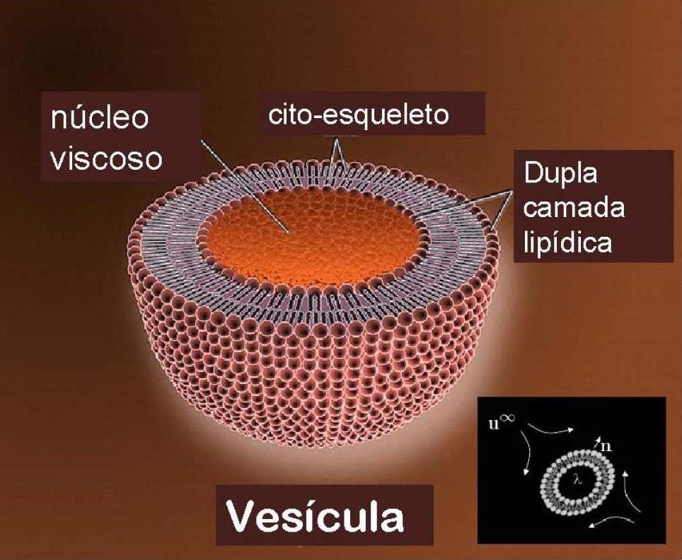 Estrutura Da Vesicula