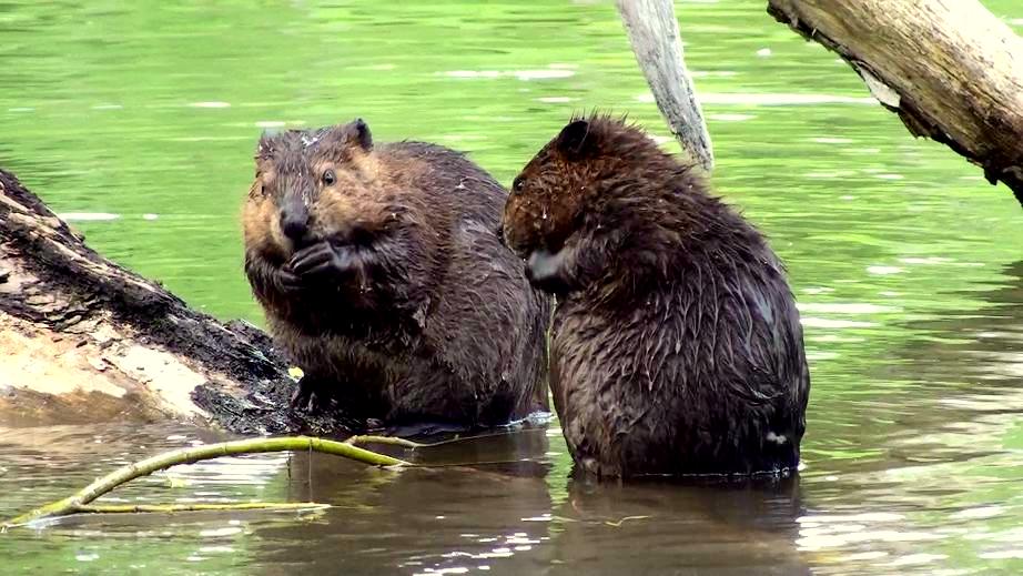 Tales From The Wilds: Beaver Kits Climbing Trees and Bluebirds Acting ...
