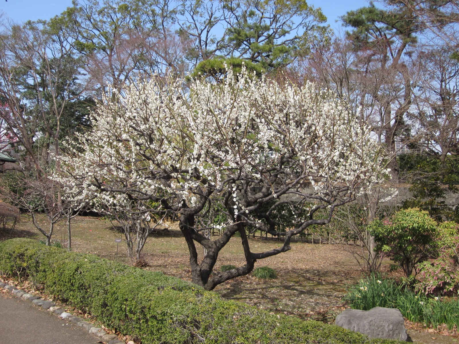 The Japan Chronicles: The Emperor's Ume Blossoms