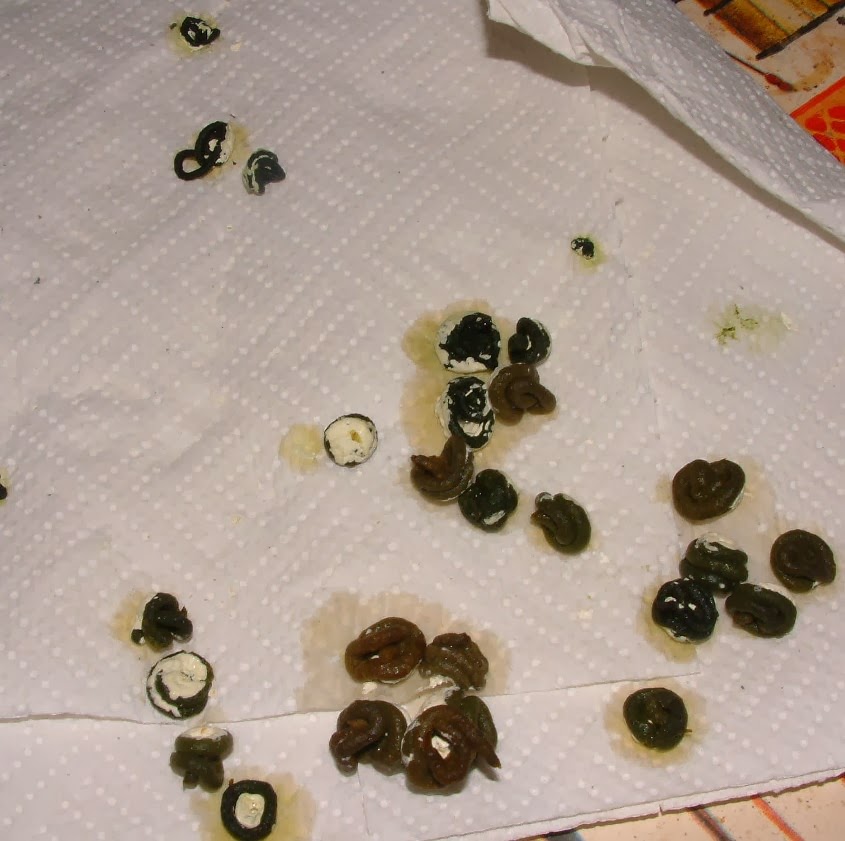 My Doves: We move on - with plenty of nursing needed!