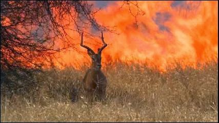 El Descanso del Escriba: Arde la sabana