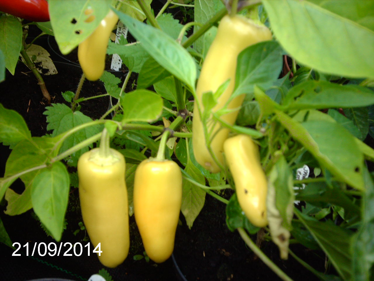 Chilli Zoo!: Plants 2017