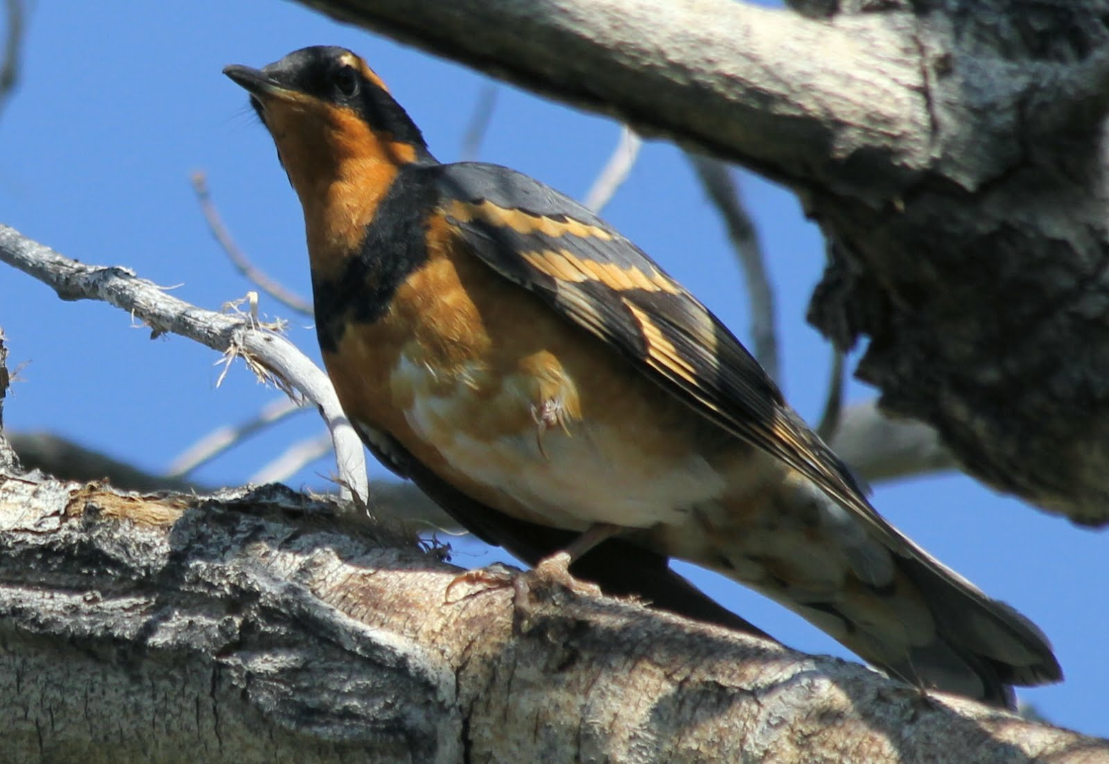 Big Bend - Texas Nature: Varied Thrush! Christmas Mtns Oasis!
