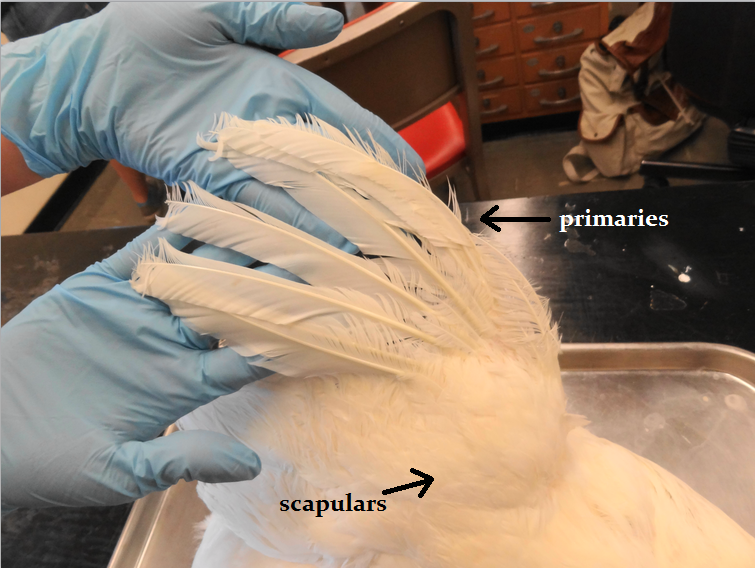 Animal Science Chicken Dissection: External Anatomy