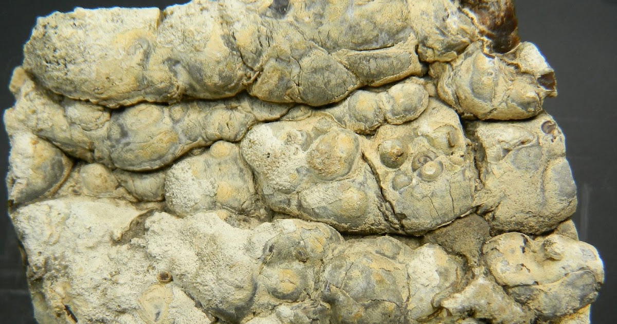 CSMS GEOLOGY POST: STROMATOLITES,CYANOBACTERIA AND WORMS