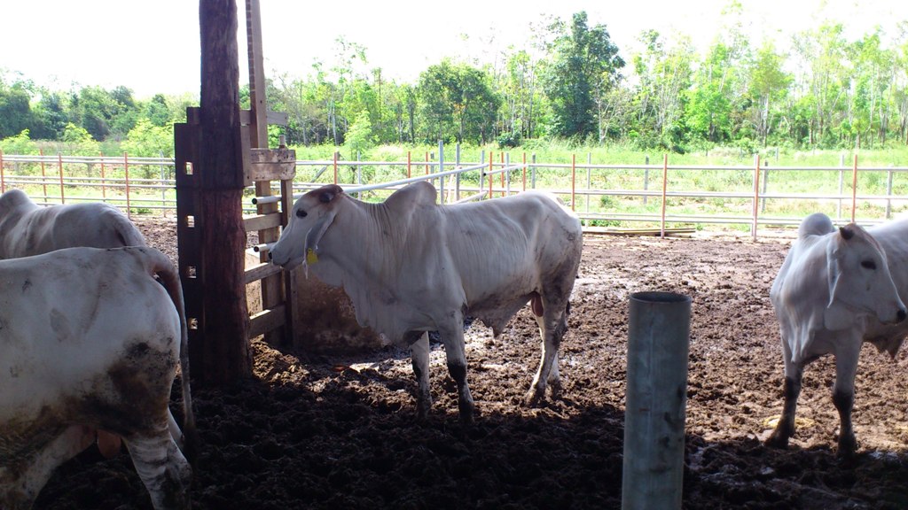 Laka Temin Silaj Sdn Bhd: Jualan Runtuh Lembu Brahman Cross